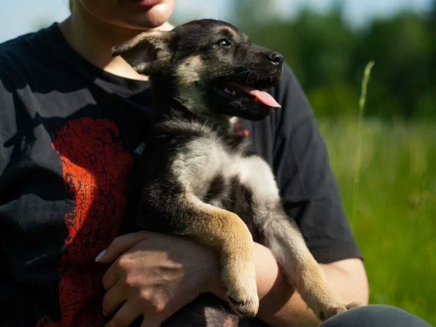 Щенок Мелани 2 мес. в добрые руки