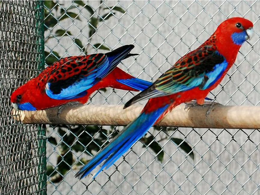 Попугаи Пенантовые розеллы