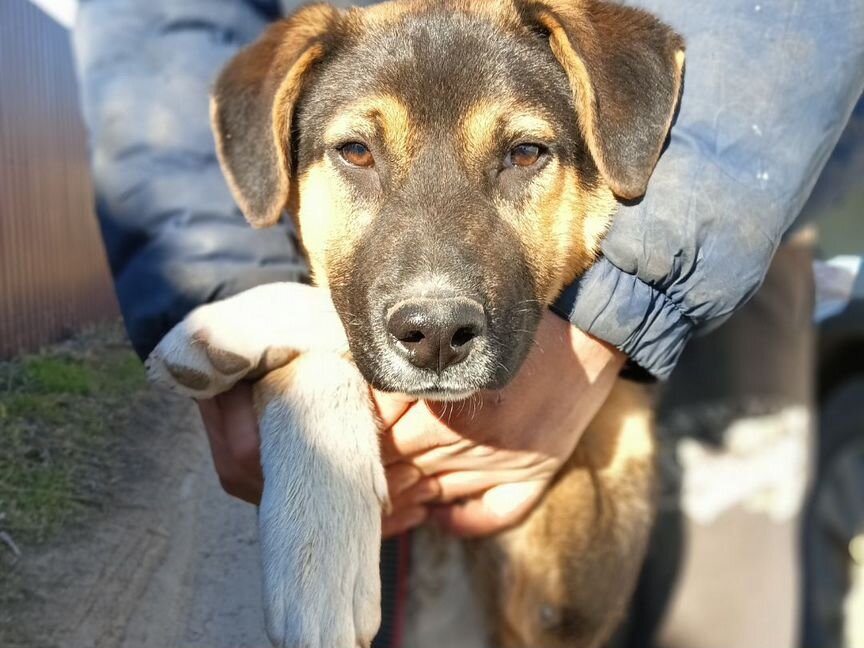 Балу щенок ищет дом