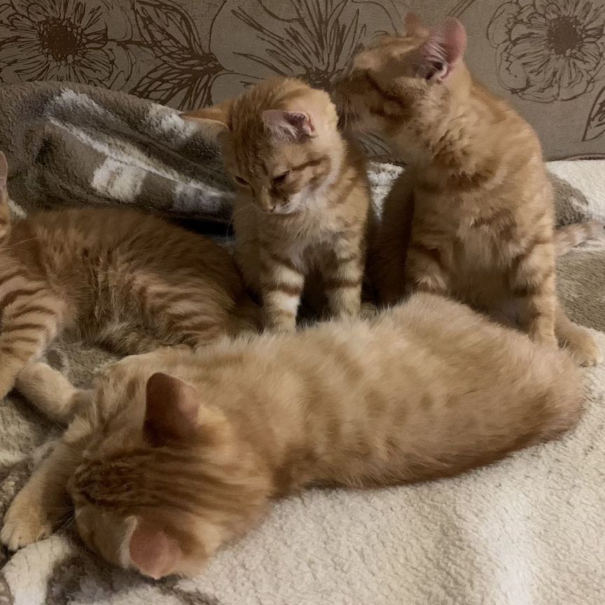 Котята в добрые руки