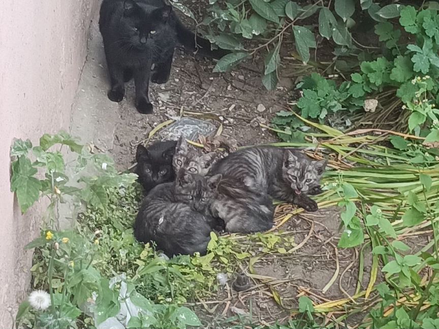 Красивые котята ищут приют