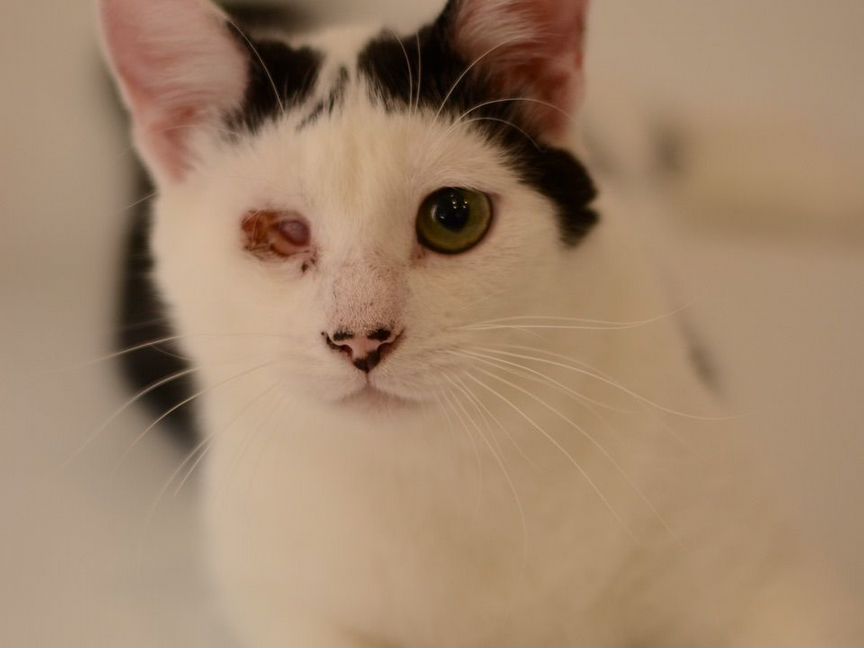 Котенок подросток Барни