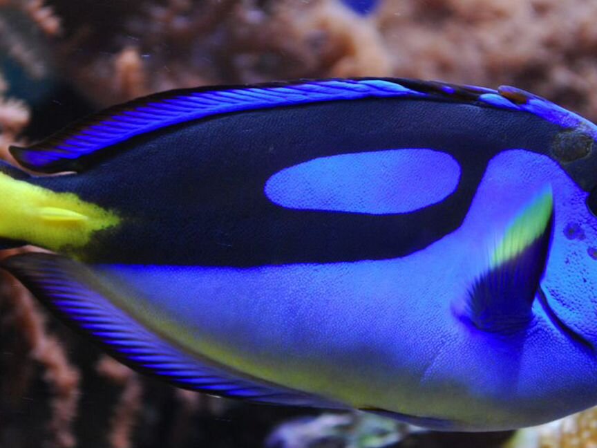 Рыбка хирург