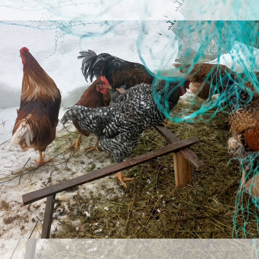 Петушки на племя