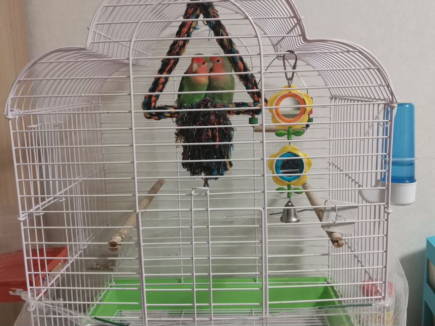 Попугаи неразлучники с клеткой