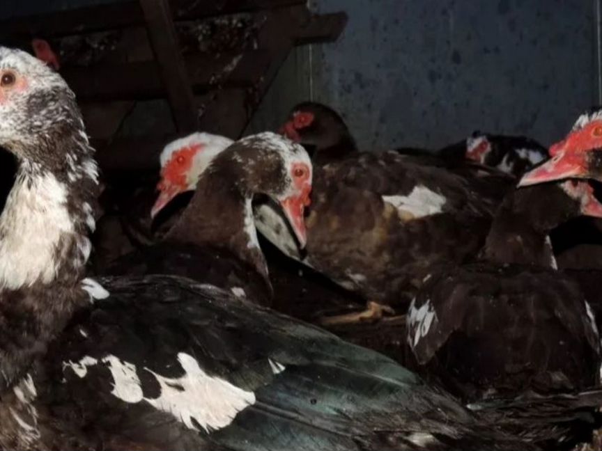 Мускусные утки