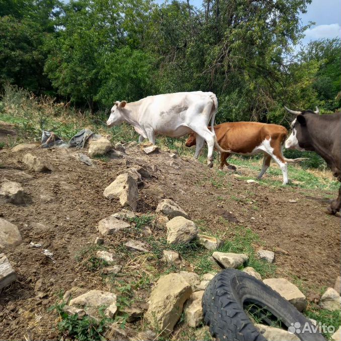 Каровы первотелки