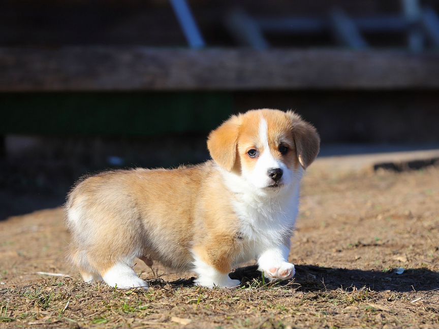 Вельш-корги пемброк