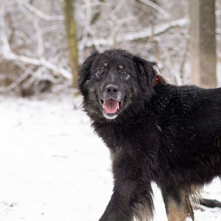 Собака Тесса из приюта в добрые руки бесплатно
