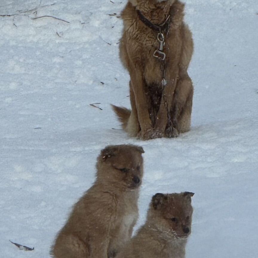 Лайка, щенок