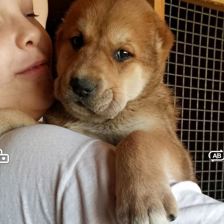 Щенки сао (алабай)