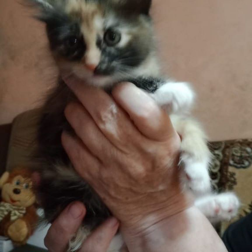 Котенок девочка