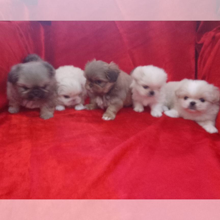 Пекинес, щенок