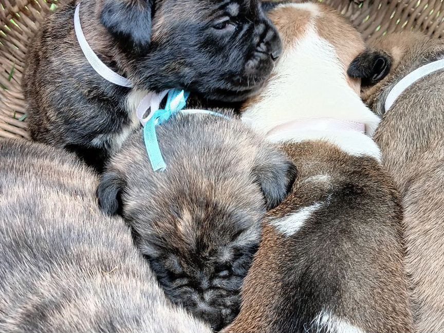 Щенки-метисы,Кане Корсо -Стаффорд