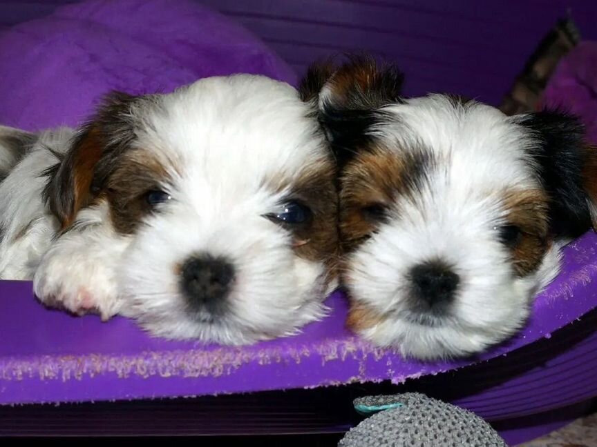 Йоркширский терьер щенки бивер