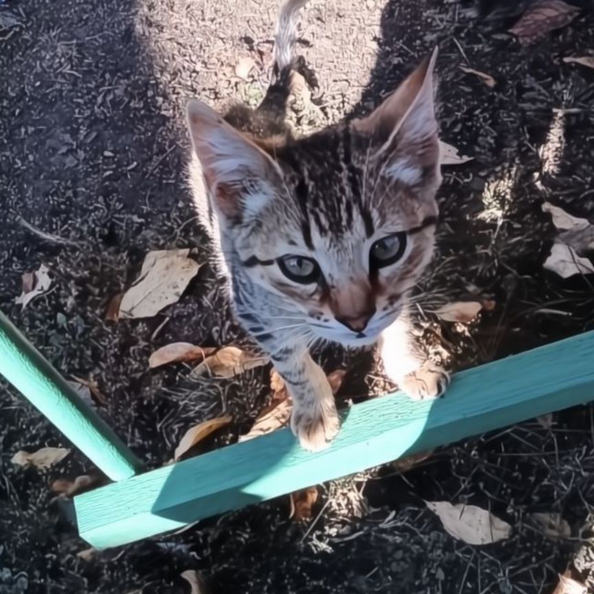 Котятки в добрые ручки