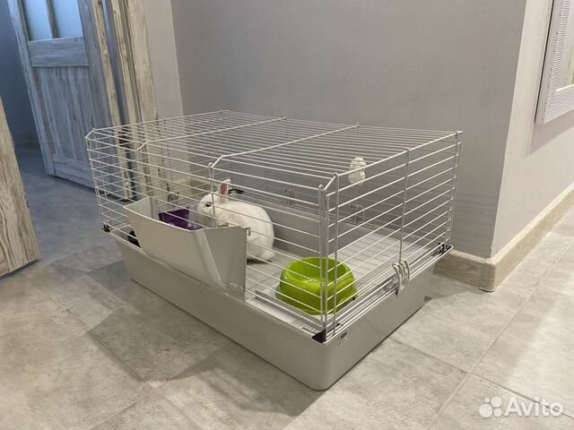 Декоративные кролики