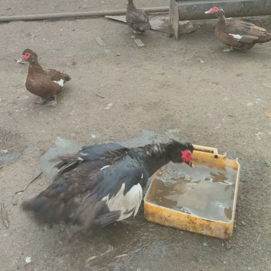 Семья мускусных уток шоколадных