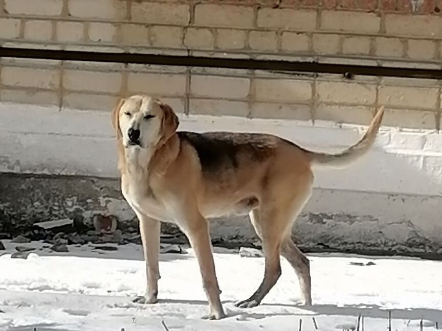 Потерялся, бегает охотничий кобель