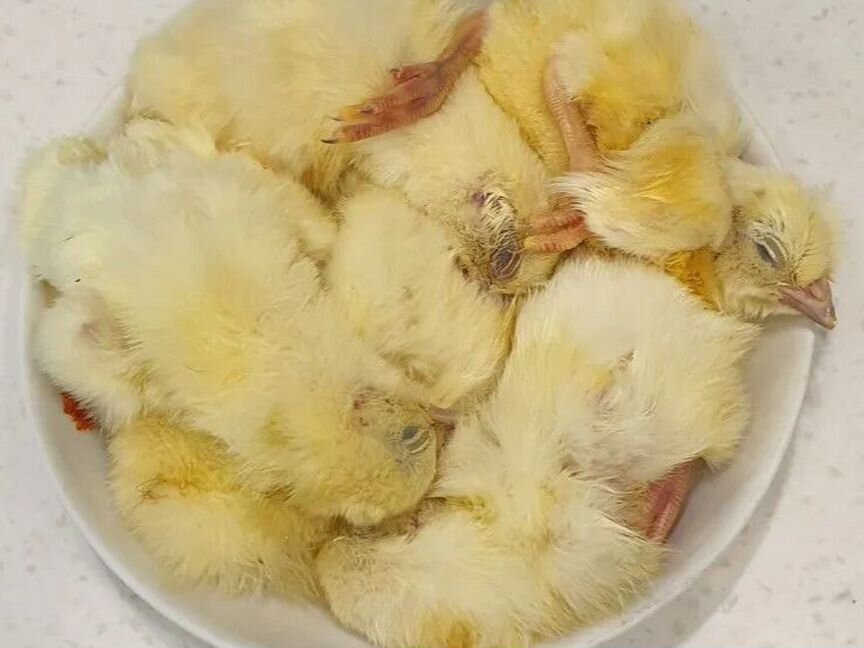 Корм \ Цыплята суточные