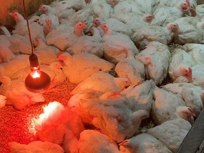 Куры бройлеры живым весом