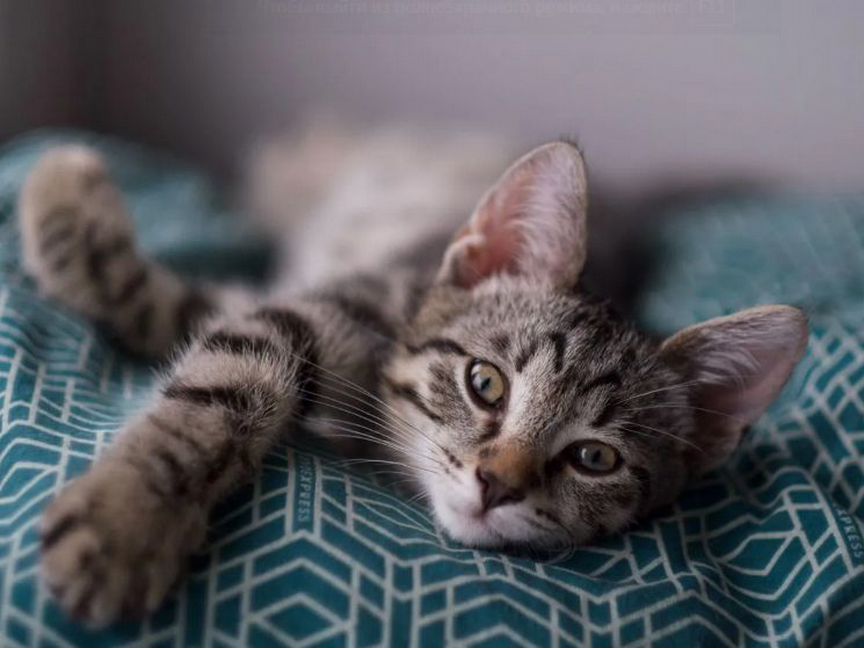 Серый полосатый котенок – мальчик 2 месяца