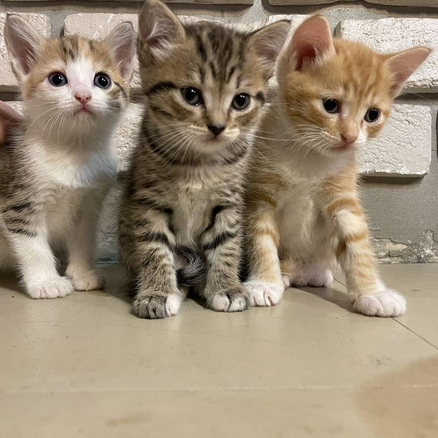 Отдам в добрые руки котят