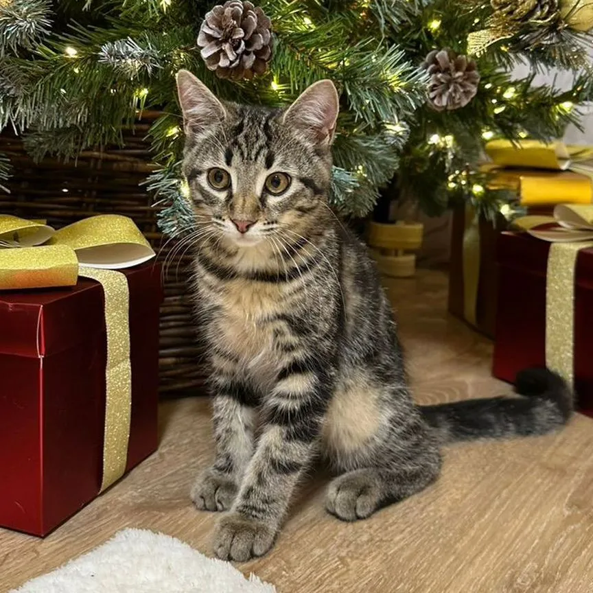 Котята из приюта