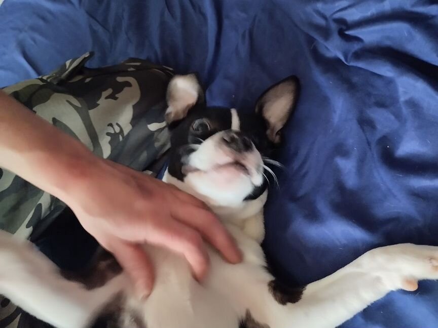 Амстафф в добрые руки