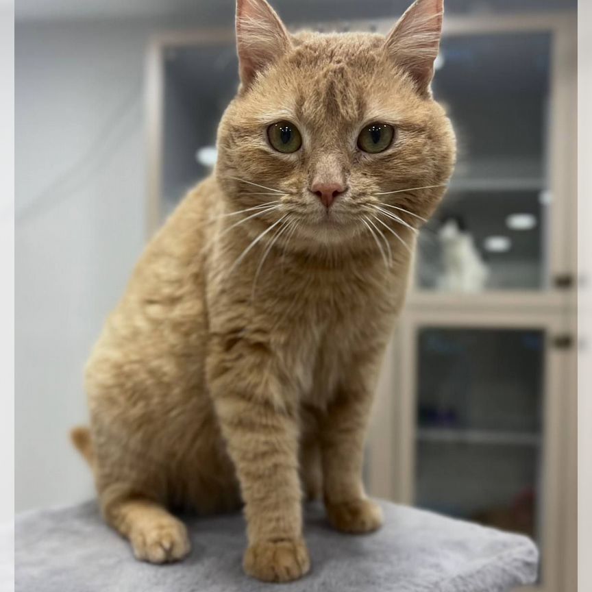 Взрослый кот в добрые руки