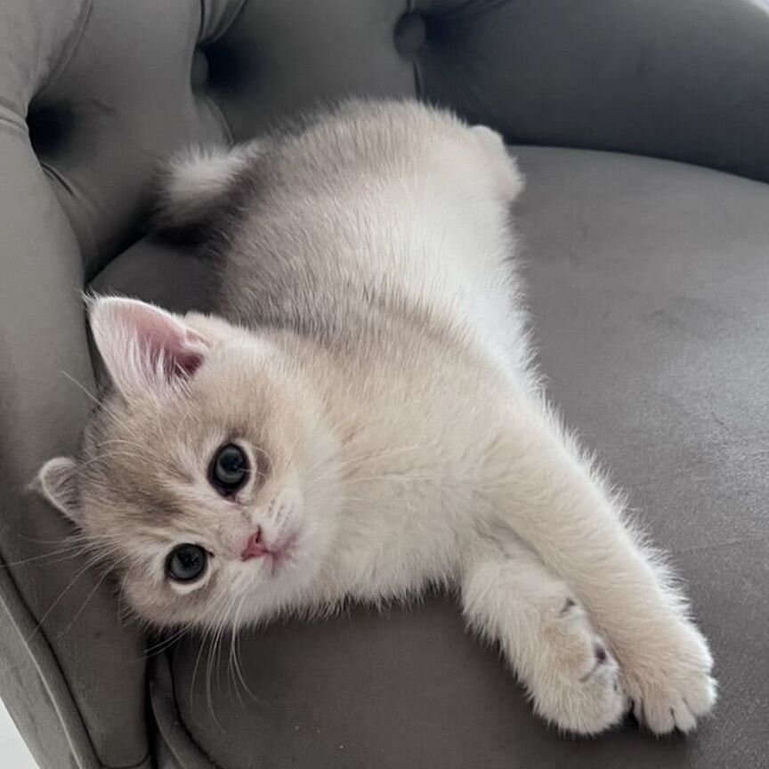 Британский короткошёрстный котёнок