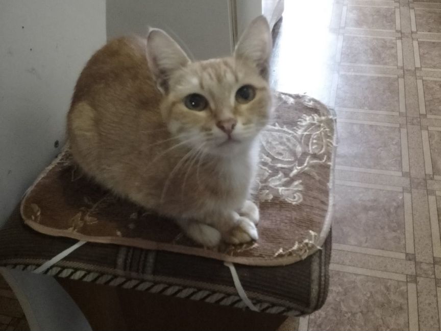 Рыжая кошечка в добрые руки