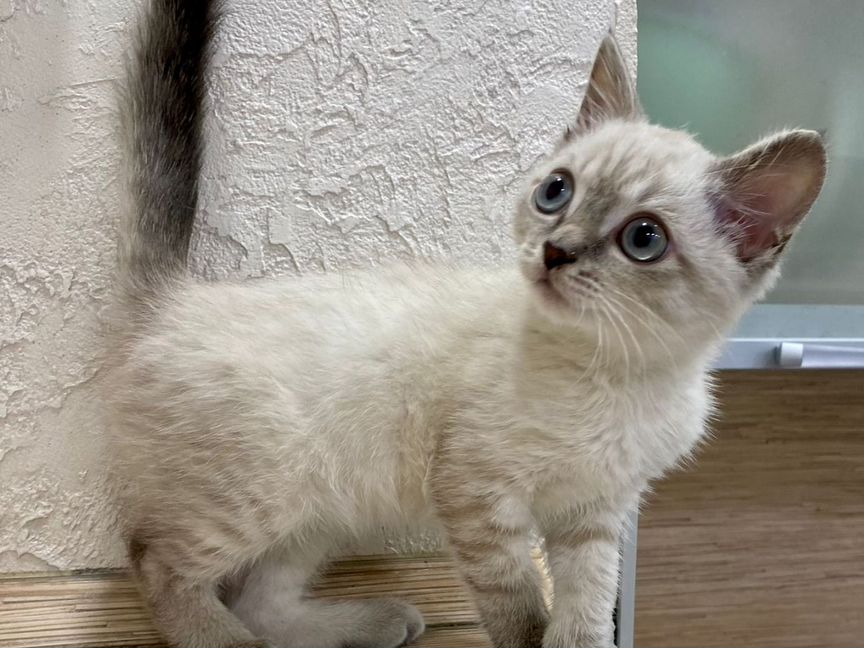 Котенок мальчик отдам в добрые руки в дар