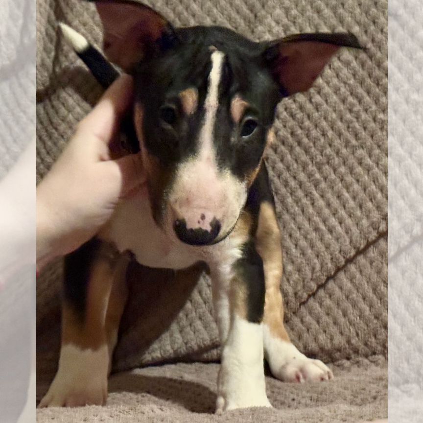 Мини-бультерьер, щенок