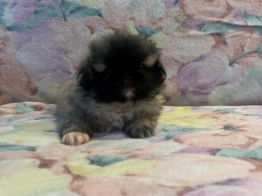 Пекинесики