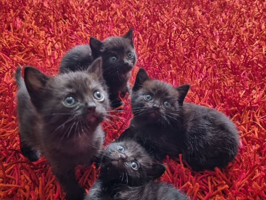 Кошки