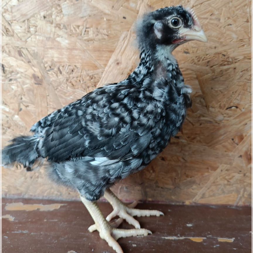 Молодые петушки