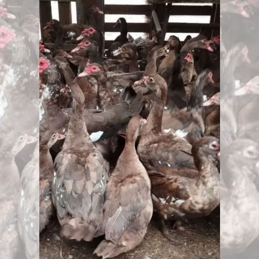 Уточки шипуны