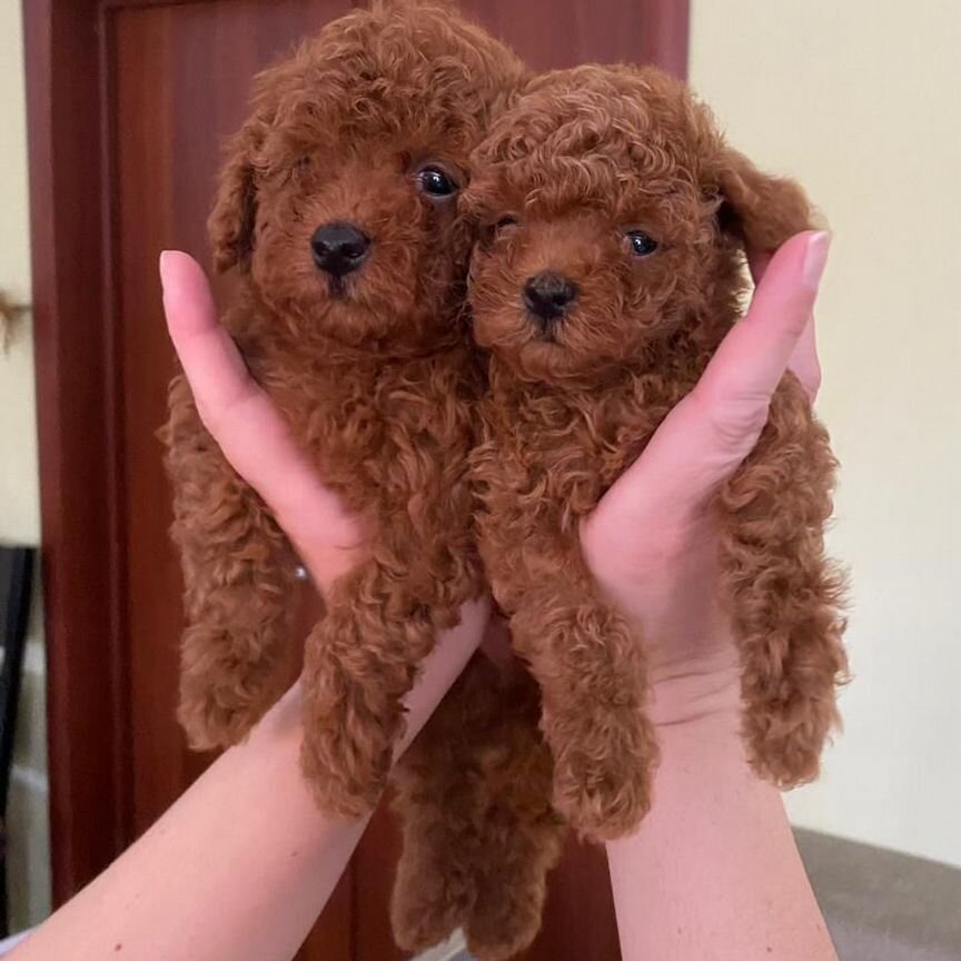 Той-пудель, щенок