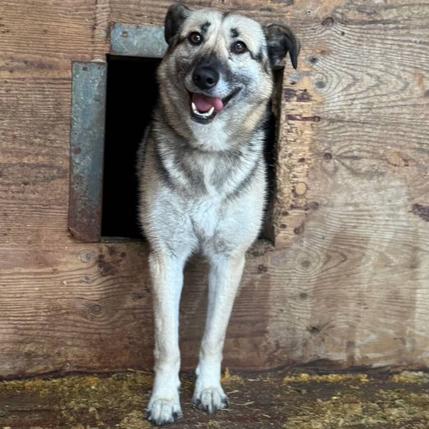 Взрослая собака в добрые руки