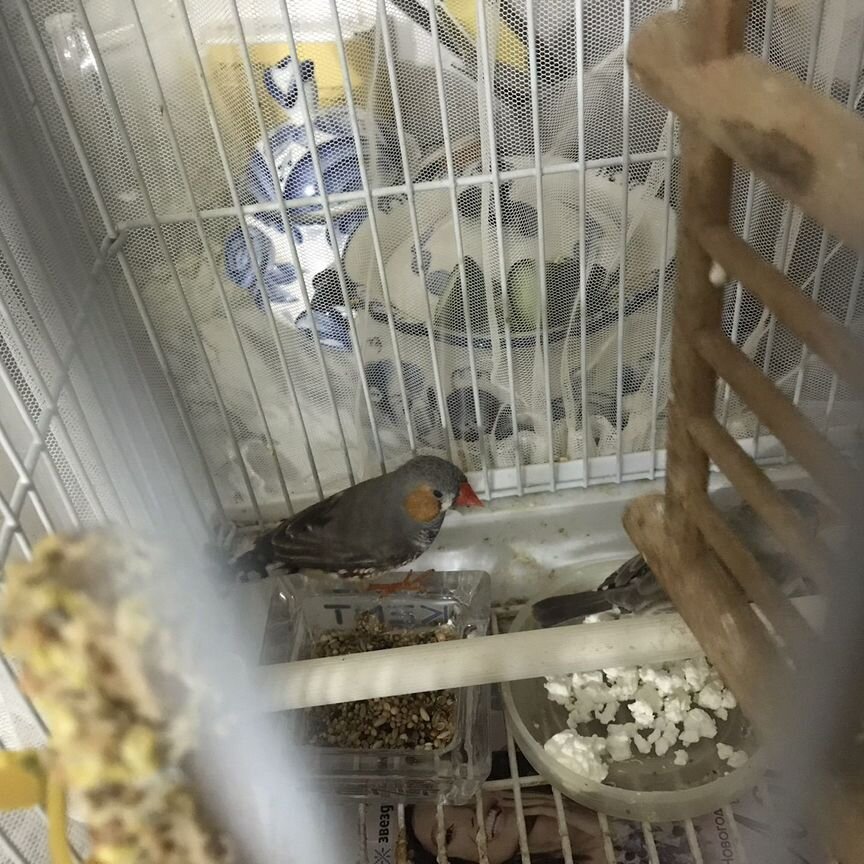 Птицы амадины девочка и мальчик Степа и Фрося