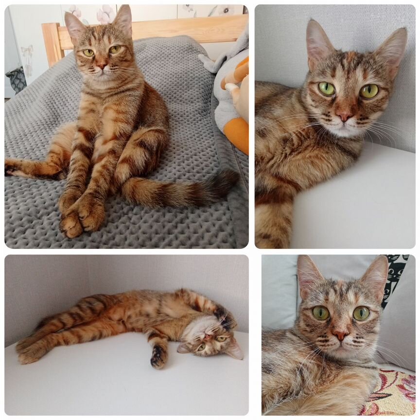 Кошка в дар