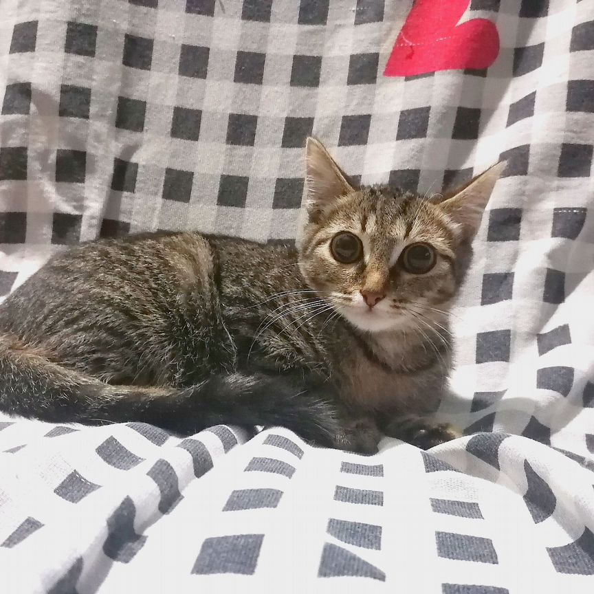 Котенок в добрые и терпеливые ручки