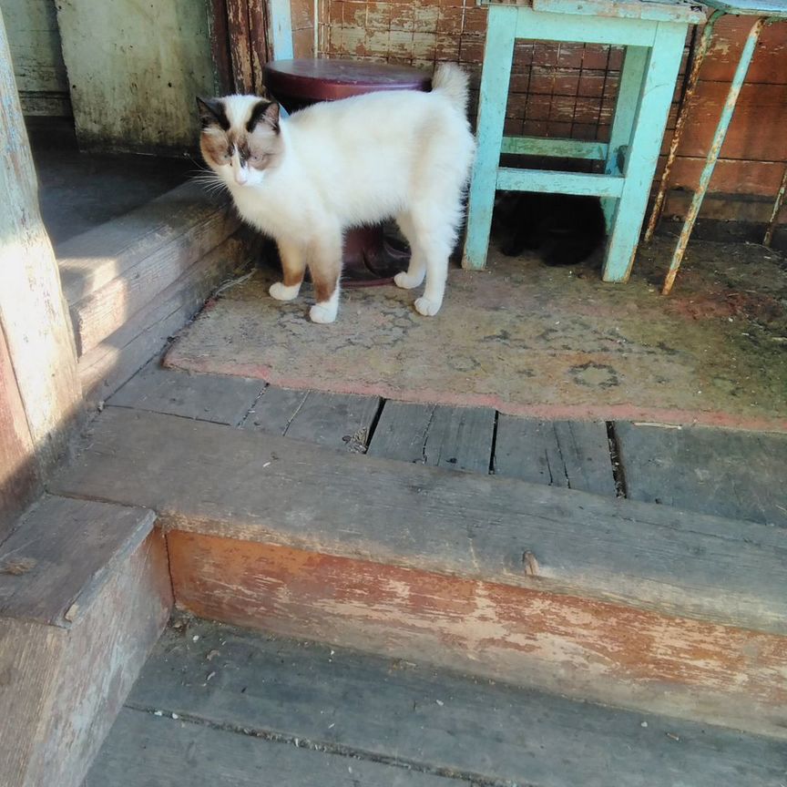 Ищу добрые руки