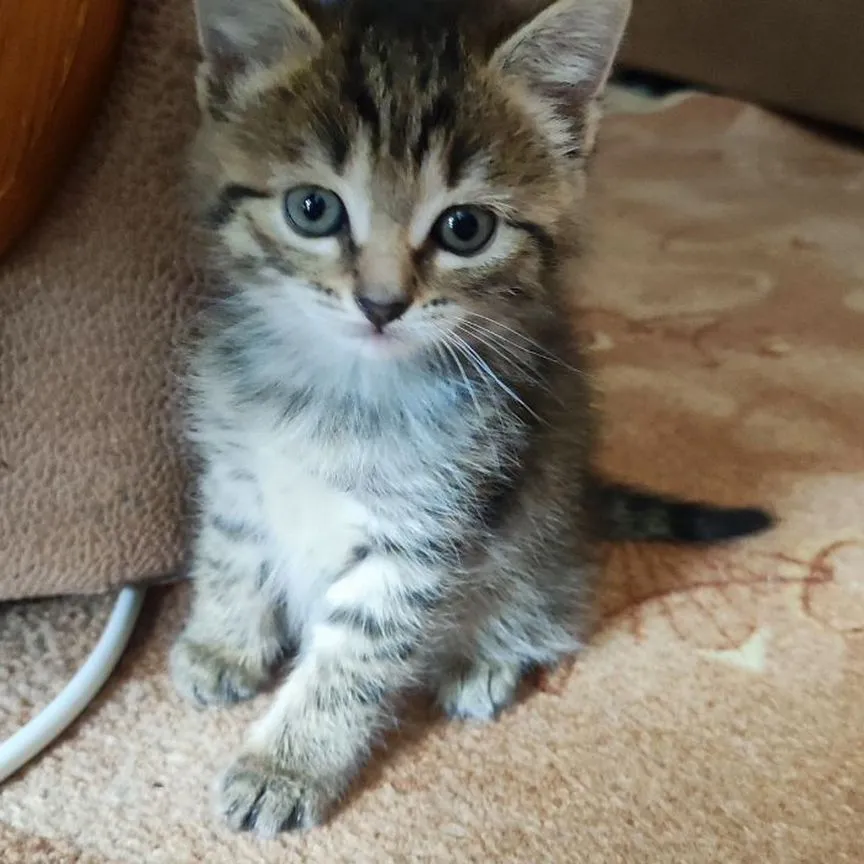 Котята отдам бесплатно