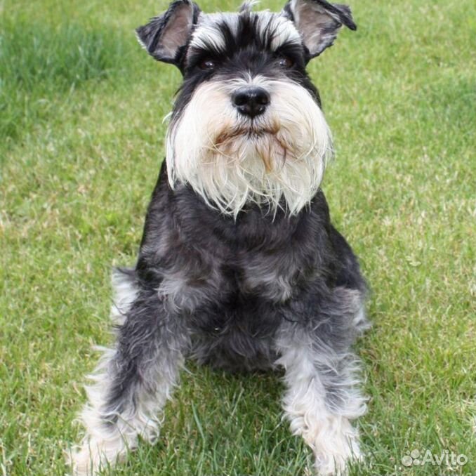 Цвергшнауцер, щенок