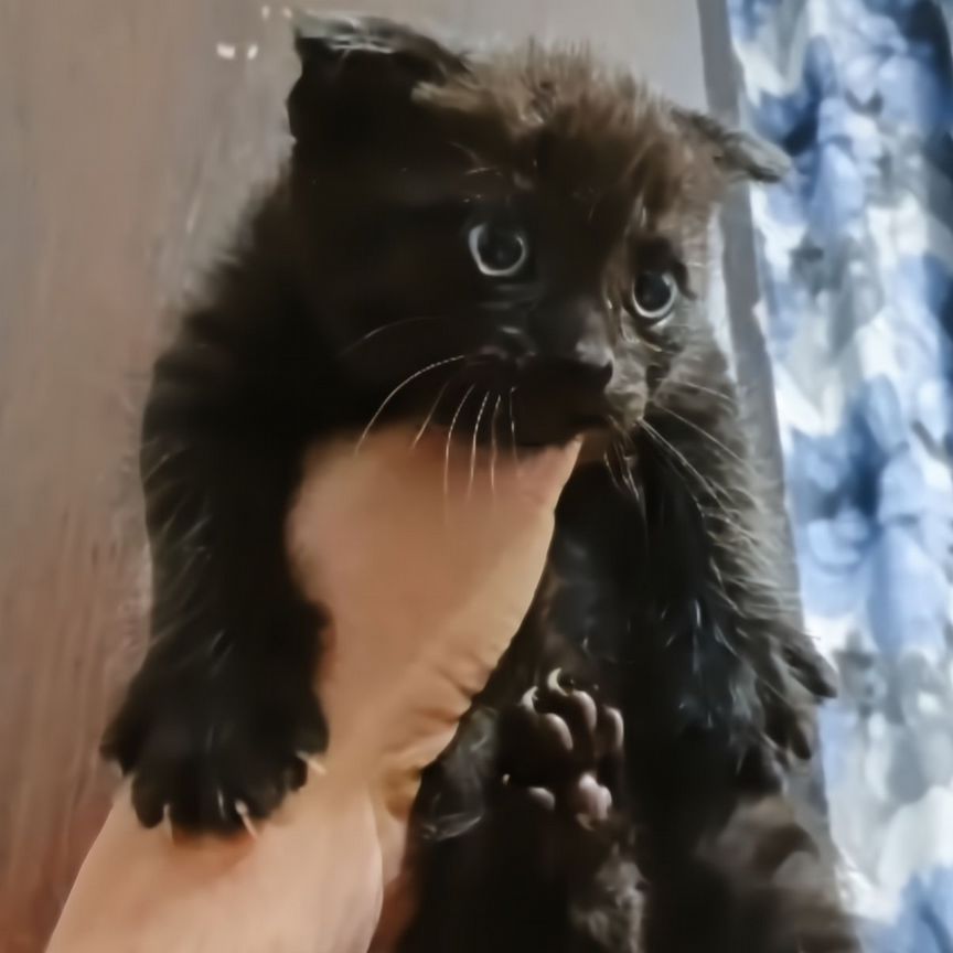 Шотландский вислоухий короткошёрстный котёнок