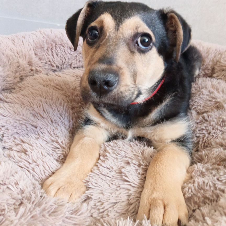 Щенок девочка в добрые руки