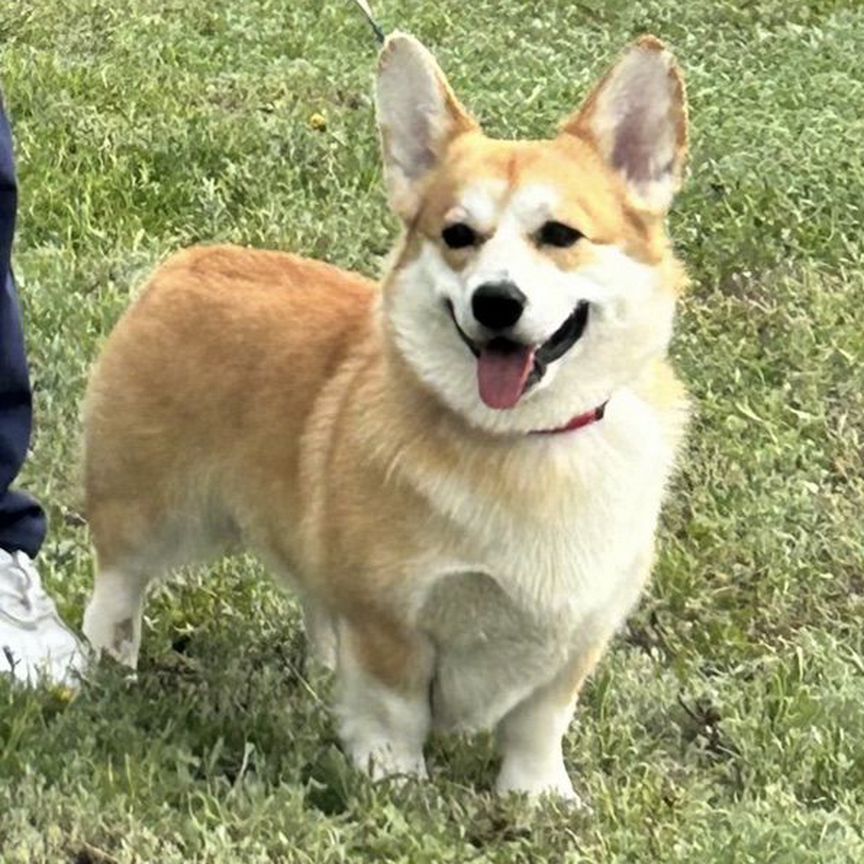 Вельш Корги Пемброк, вязка