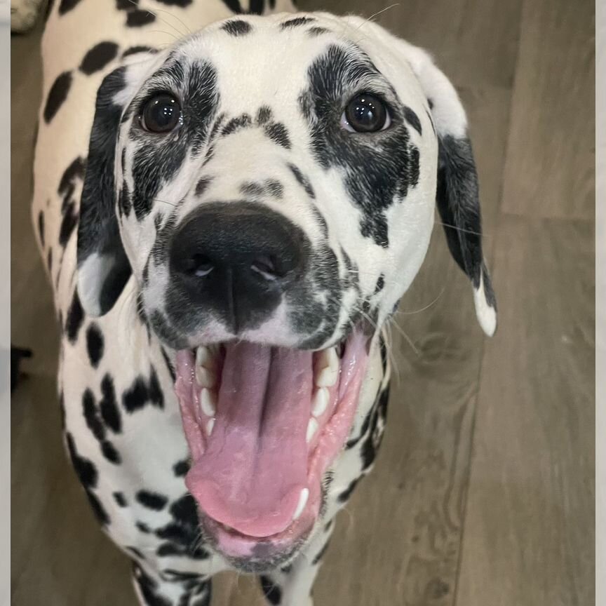 Далматин, щенок